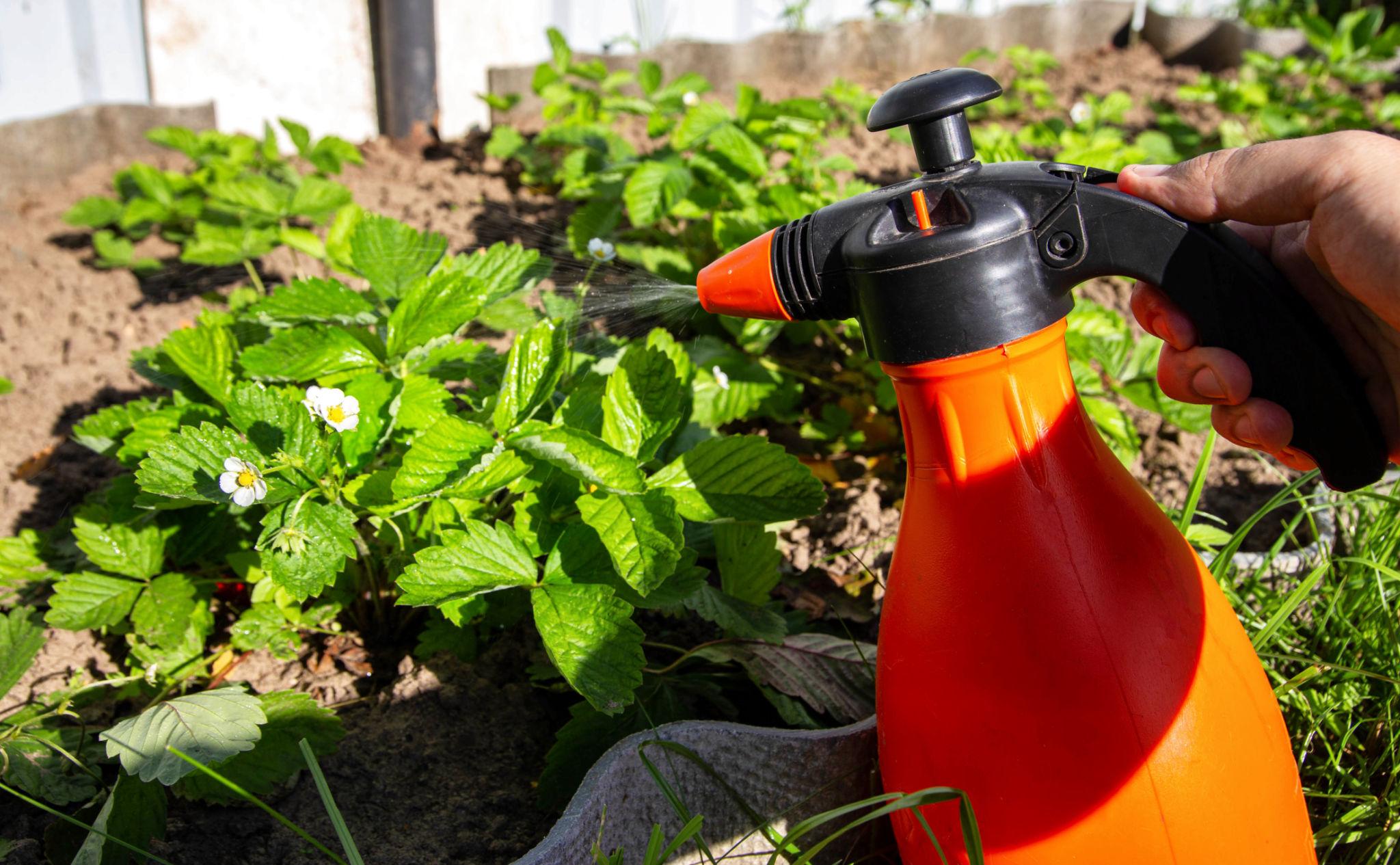 🌿 Using Kelp in Your Garden: A Natural Boost for Healthier Plants